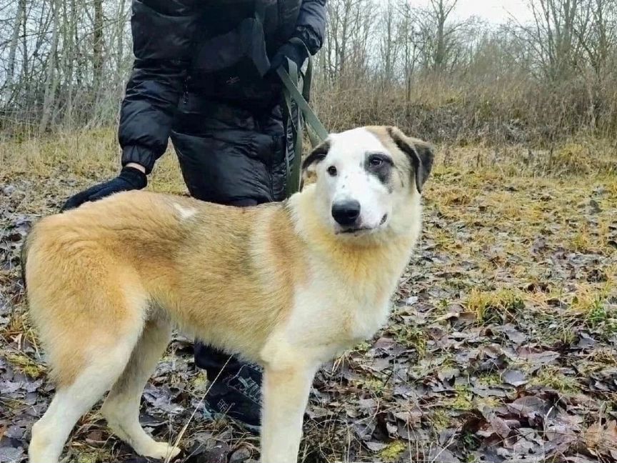 Кобель Алишер в хорошую семью бесплатно
