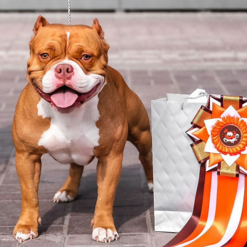 Американский булли, взрослый пёс