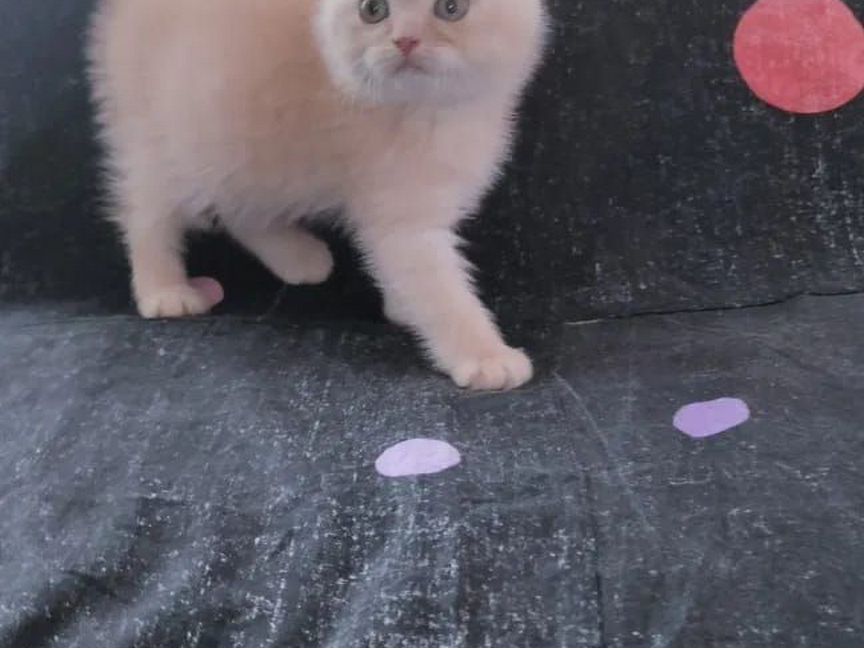 Шотландский котенок