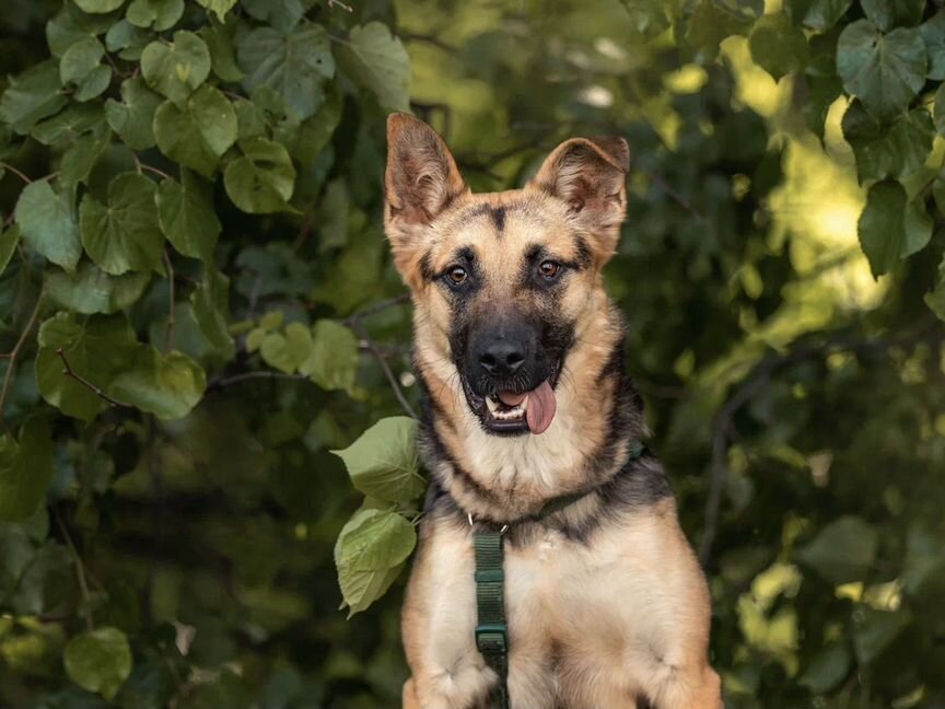 Собака из приюта в добрые руки