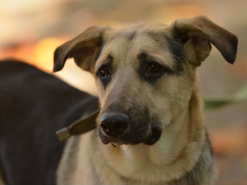 Собаки из приюта