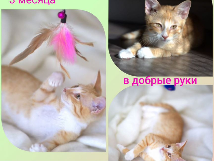 Котята в добрые руки приучены к лотку