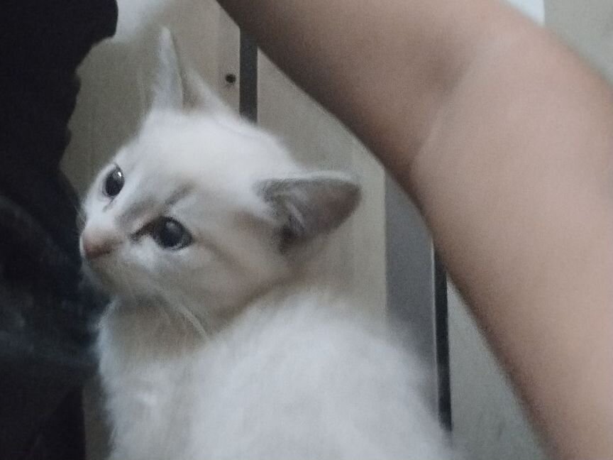 Котята 2 мальчика, мама тайская, папа сиамский