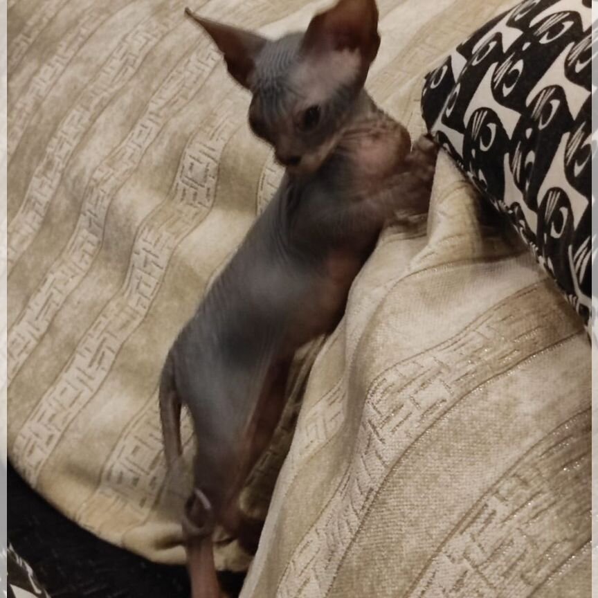 Канадский сфинкс котенок