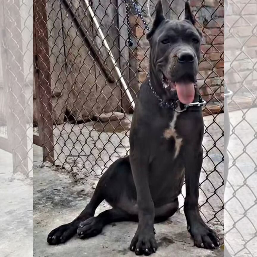 Кане-корсо, щенок