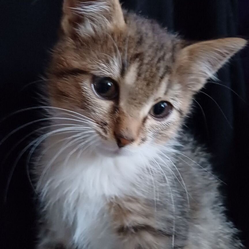Котята бесплатно