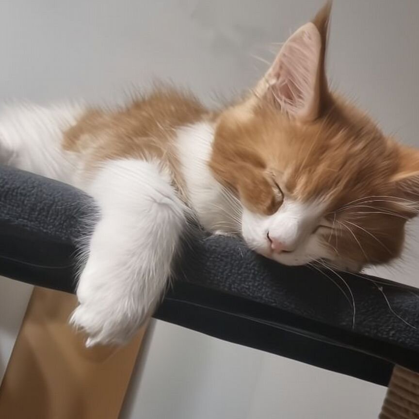 Мейн-кун котёнок