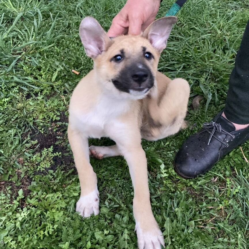 Щенок в добрые руки