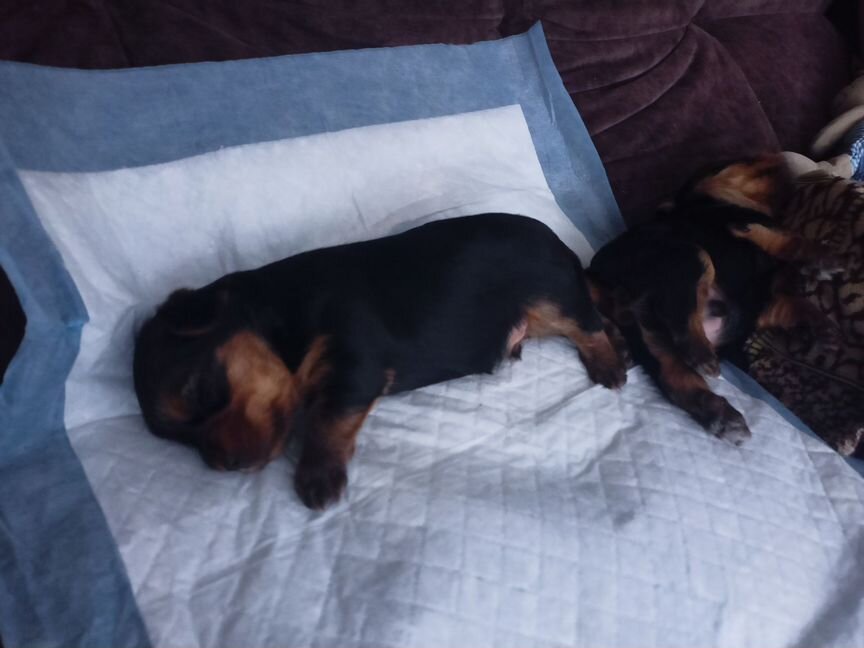 Щенки йорика