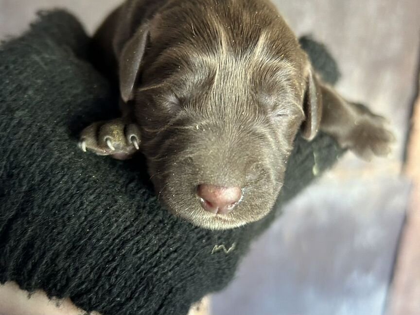 Отдам бесплатно щенки.Мама дратхаар рабочия