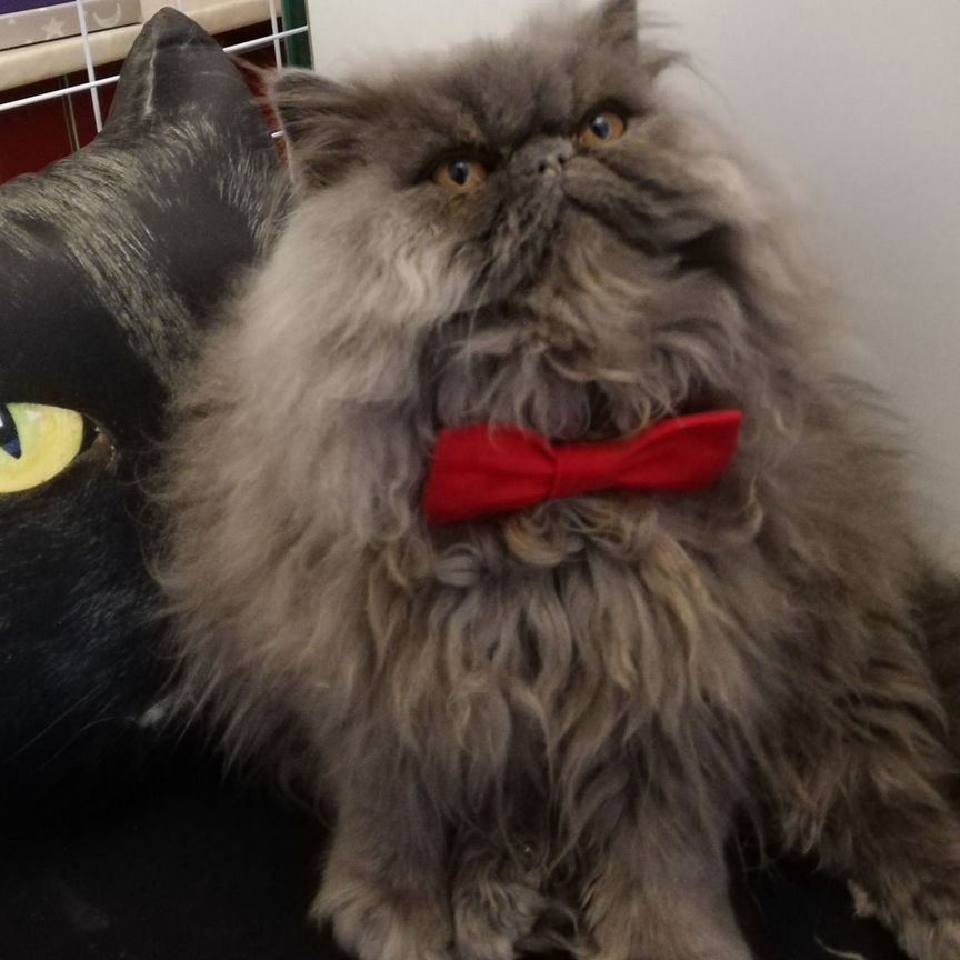 Персидский кот
