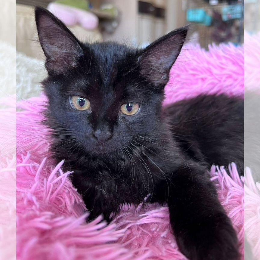 Котята в добрые руки бесплатно