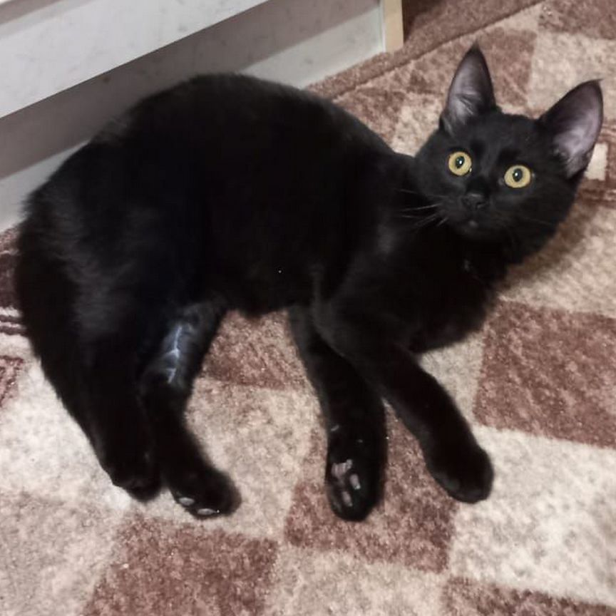 Кошечка в заботливые руки