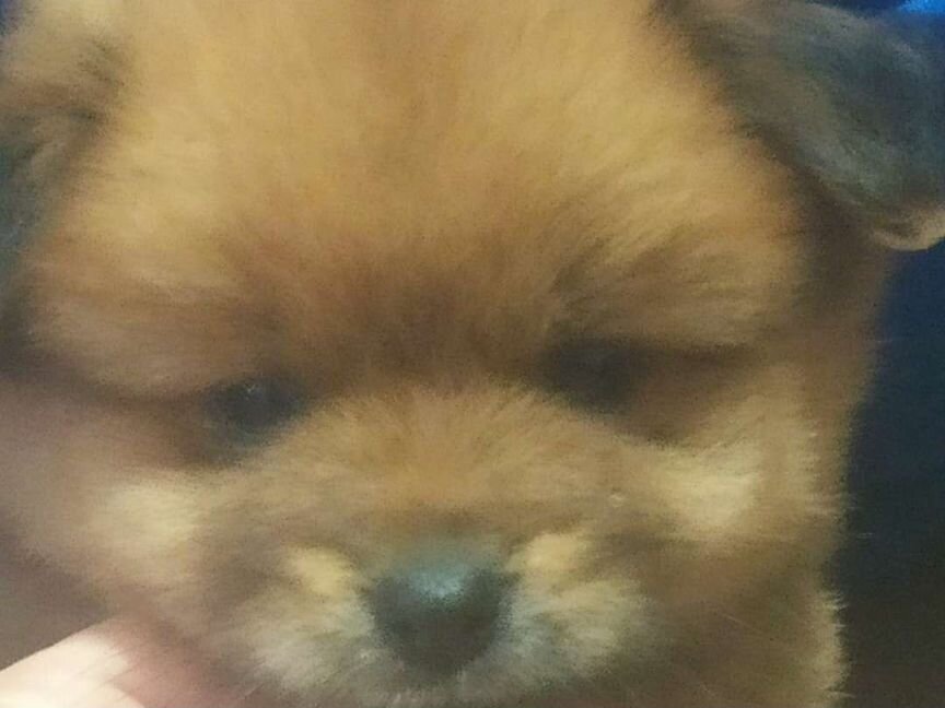 Шпица щеночки