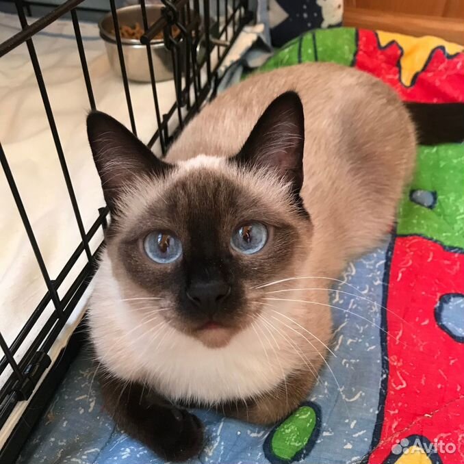 Подросток котик тайский в добрые руки