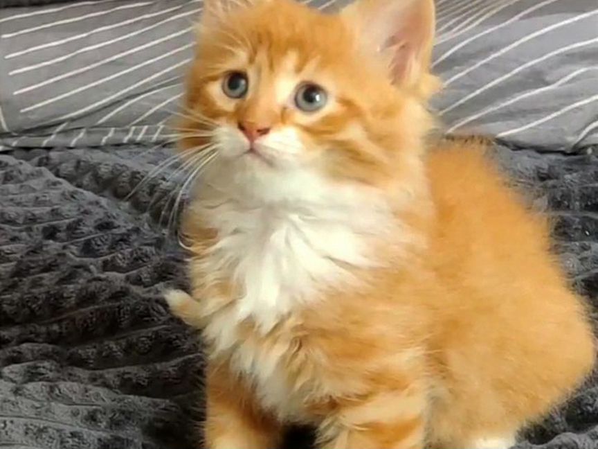 Сибирские котята