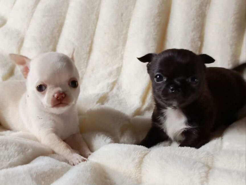Щенки чихуахуа мини девочки