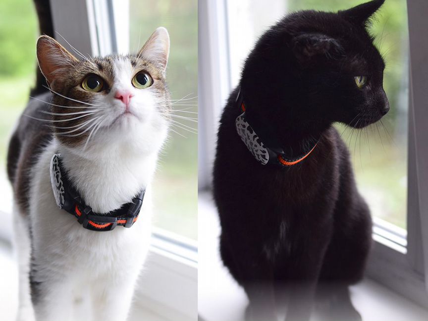 Gps ошейник трекер, traker