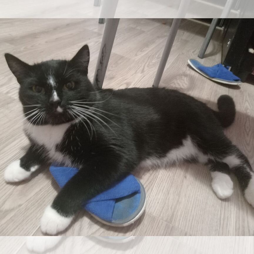Отдам кота в добрые руки
