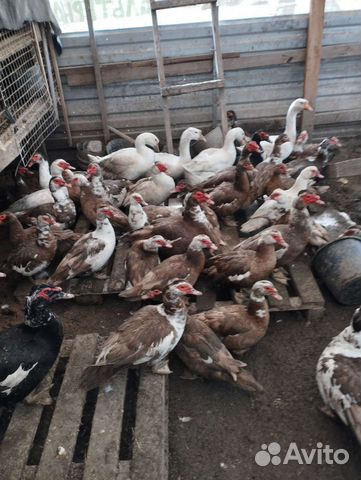 Индоутки, Гуси, Куры, Петухи