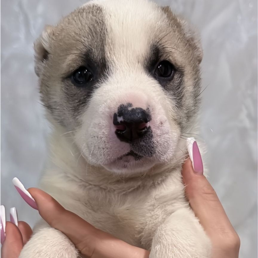 Среднеазиатская овчарка, щенок