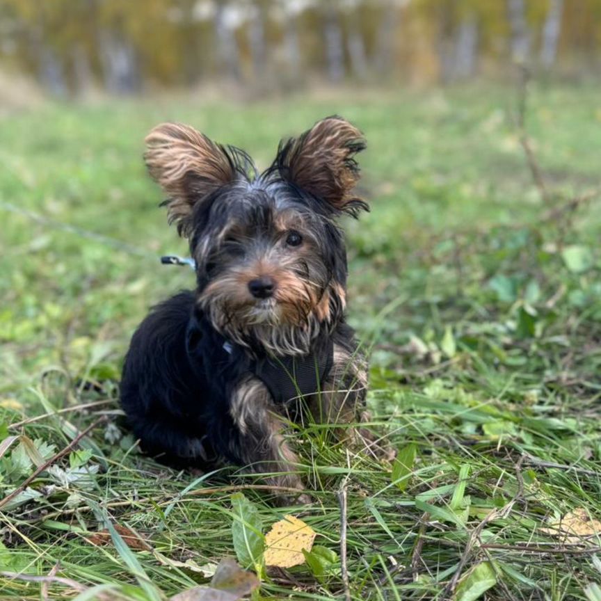 Йоркширский терьер