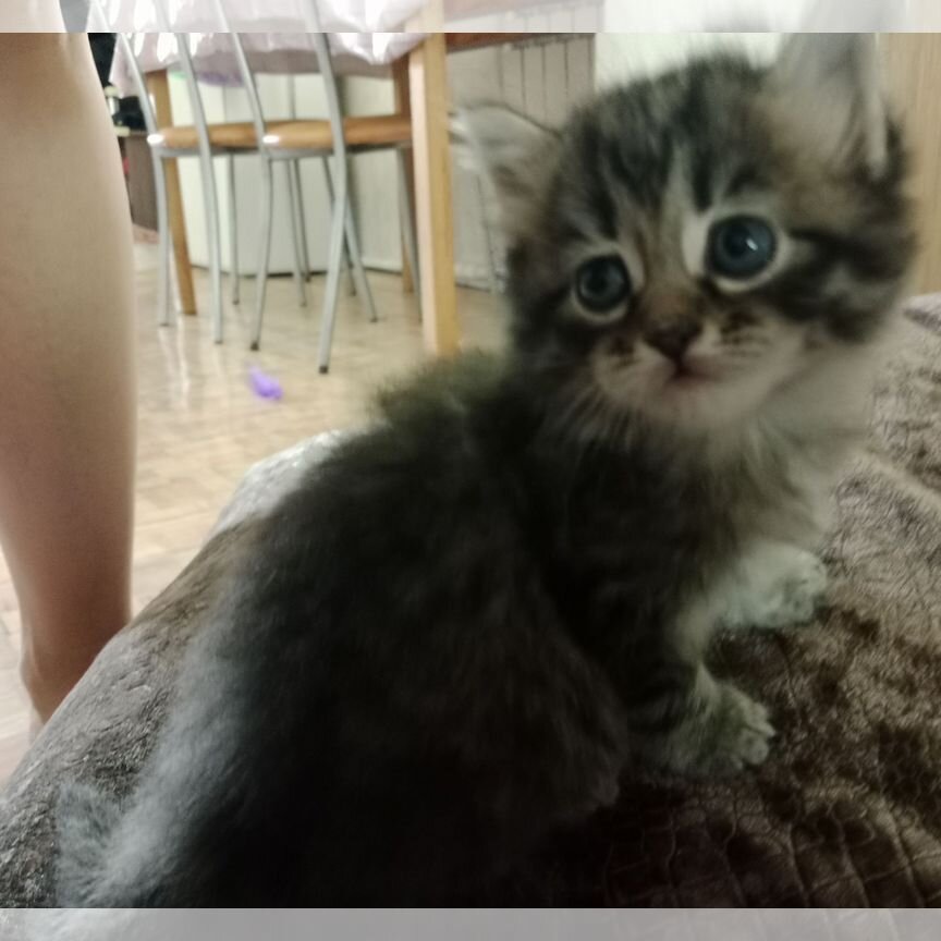 Котёнок в добрые руки