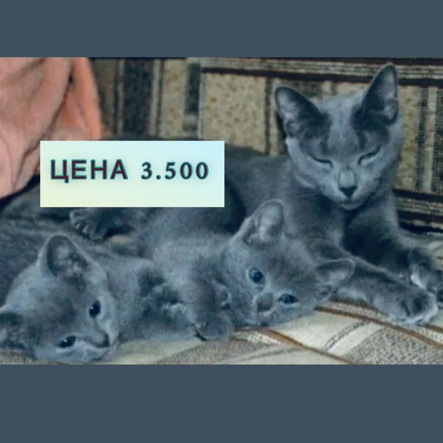Котятa русская голубая