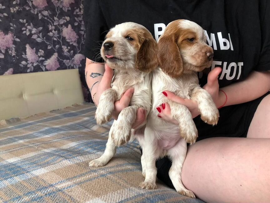 Малыши кокер спаниеля
