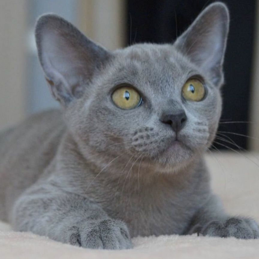 Бурманские котята