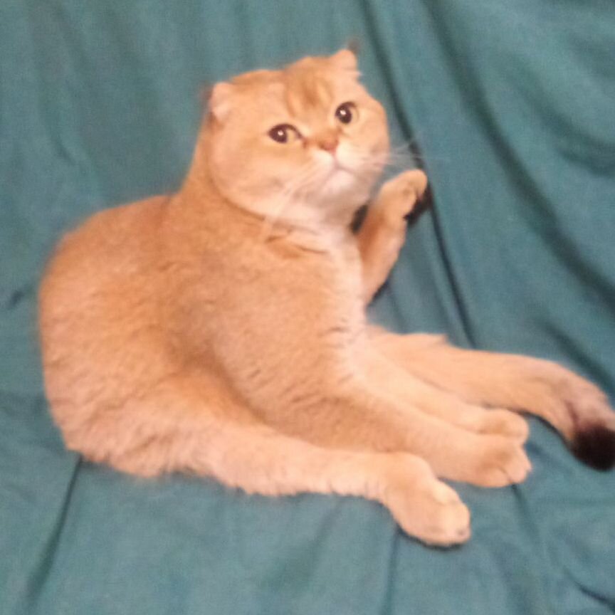 Продам кота золотпя шиншилла