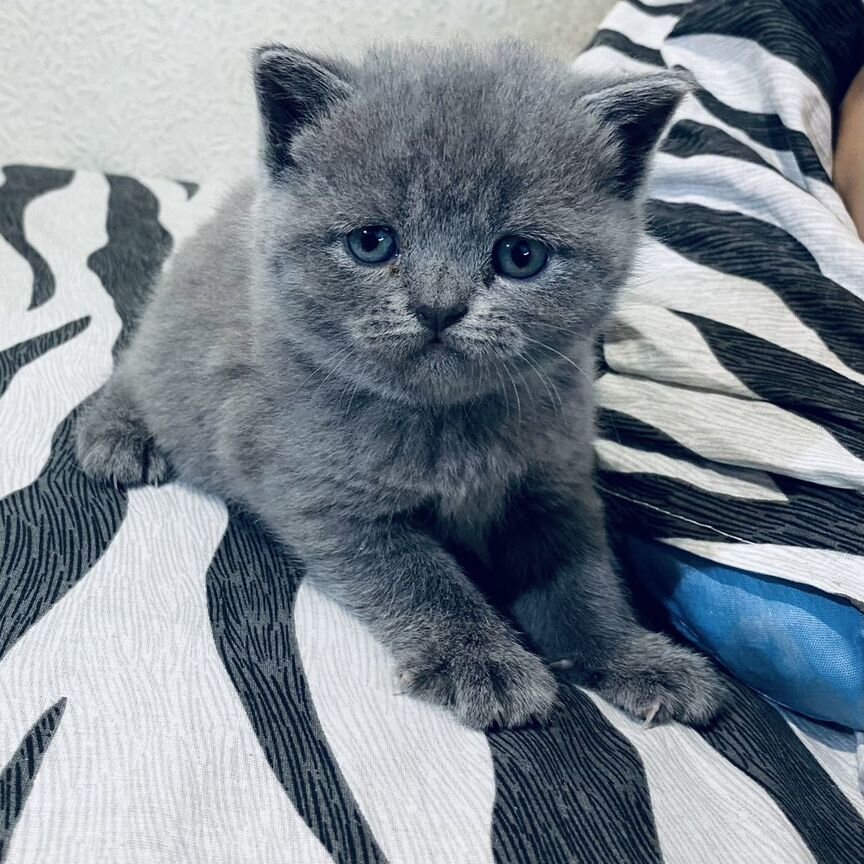 Британские котята