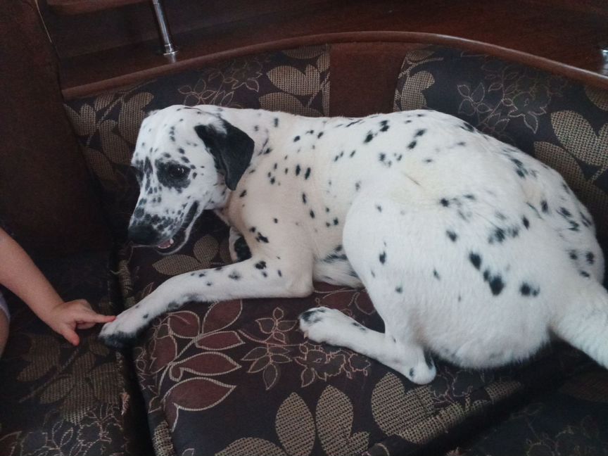 Далматинец