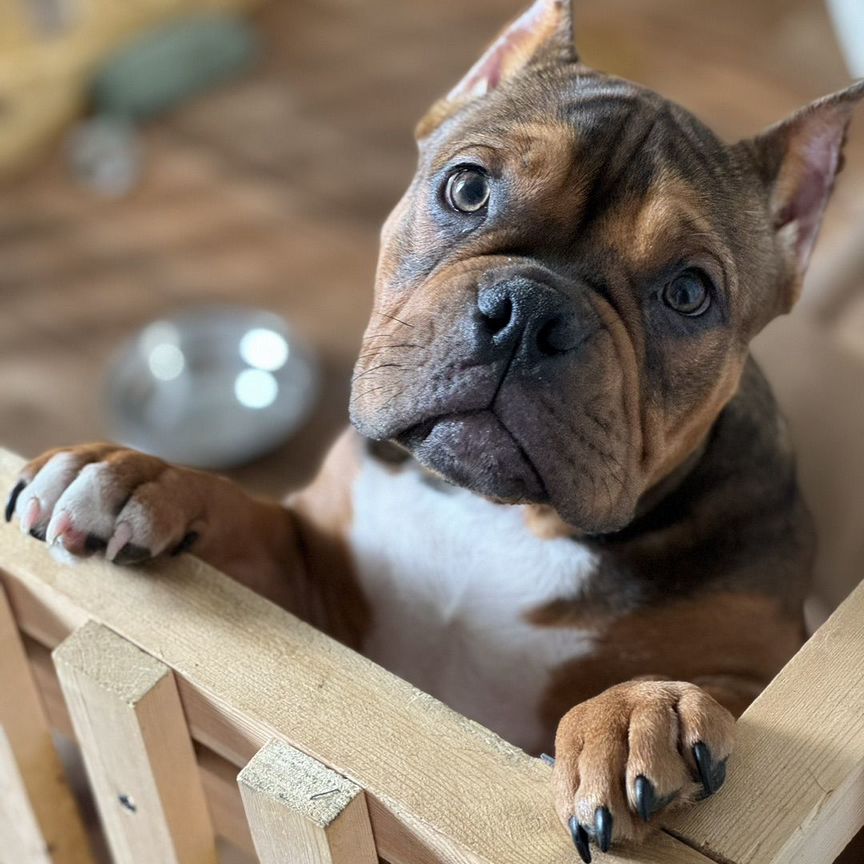 Американский булли девочка