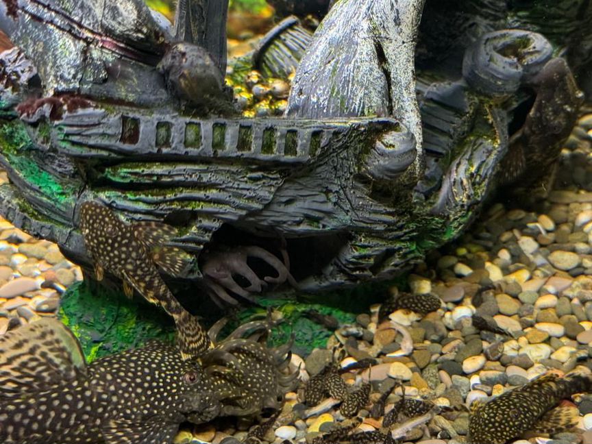 Аквариумные рыбки отдам бесплатно