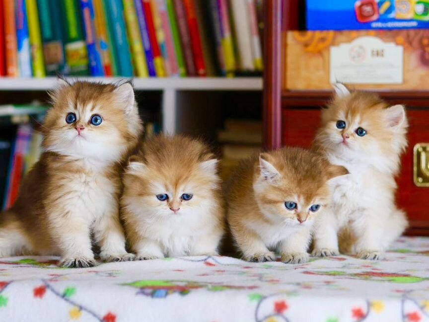 Золотые шиншиллы. Top Cat