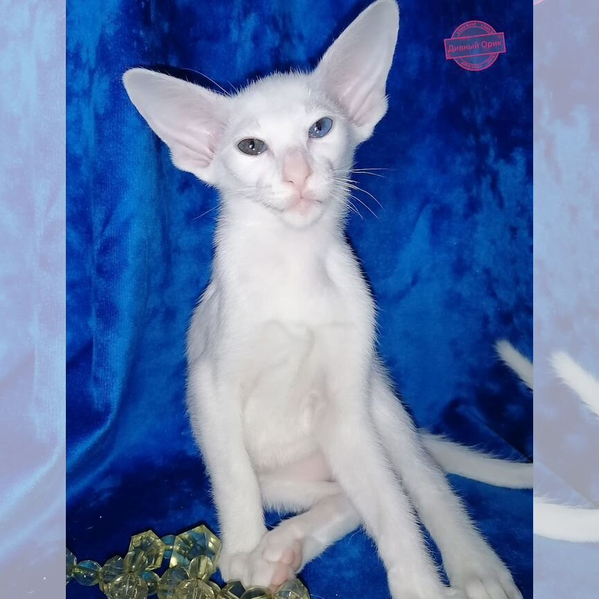 Ориентальные котята