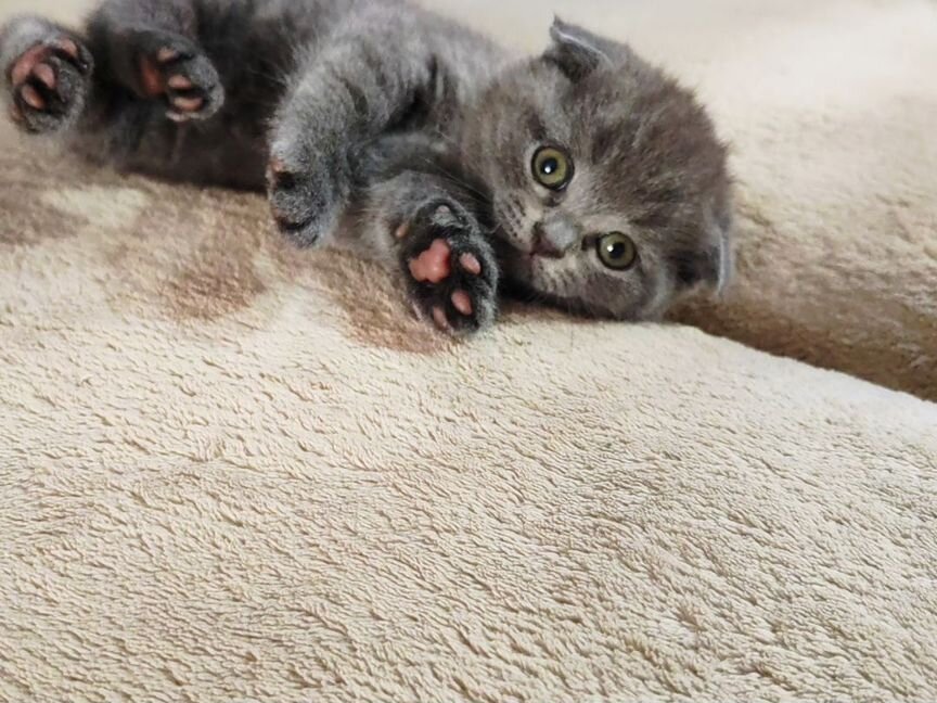 Шотландские вислоухие котята