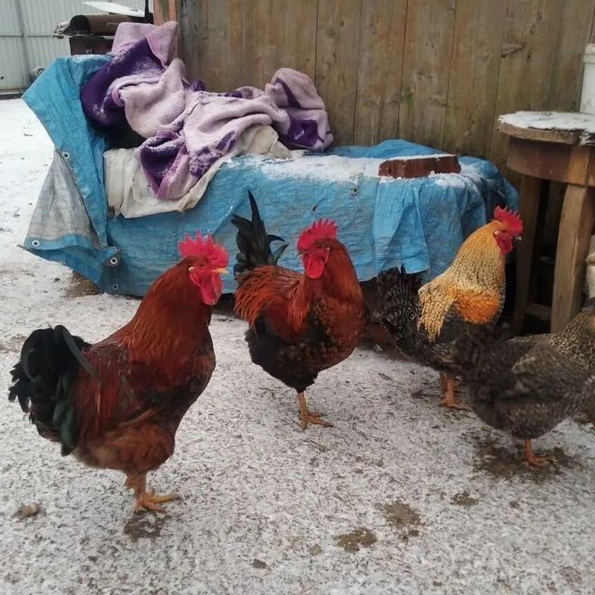 Домашние молодые Петухи