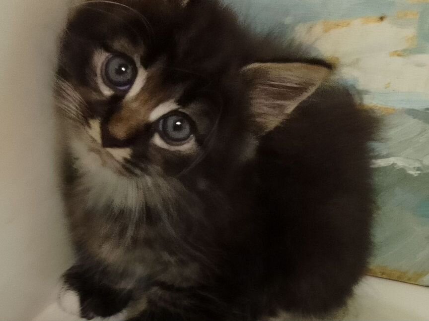 Сибирские котята Лесного окраса