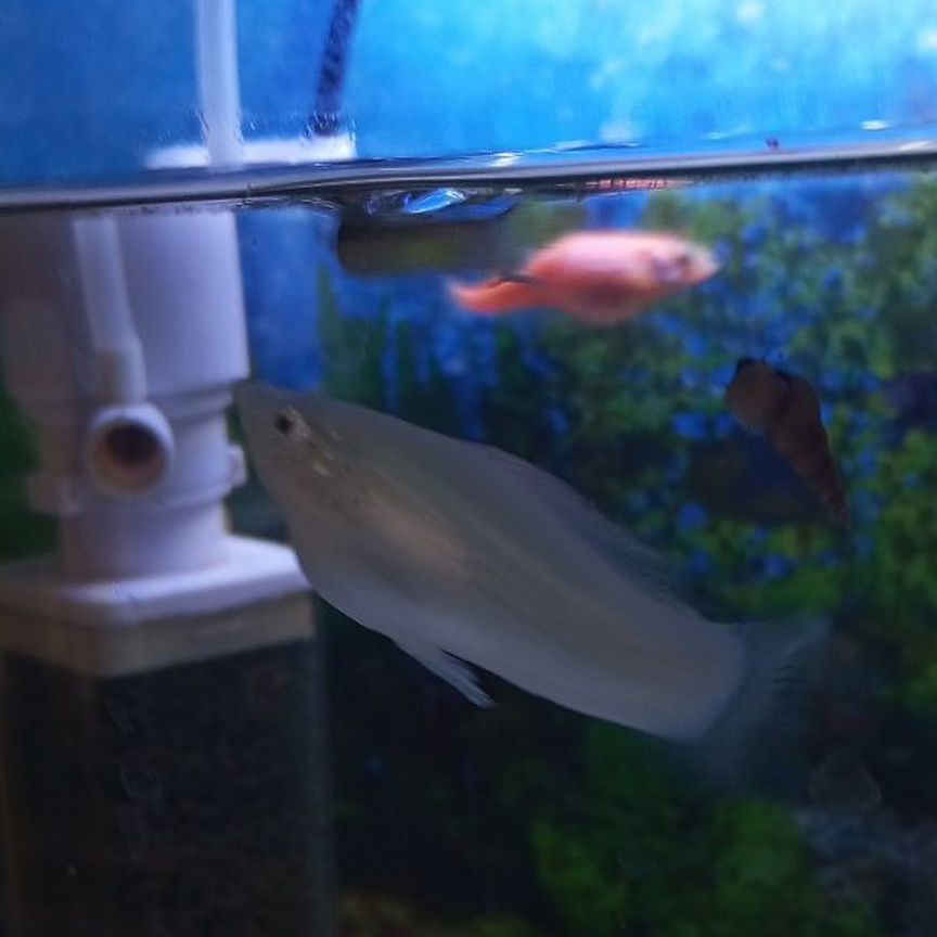 Моллинезия самец обмен