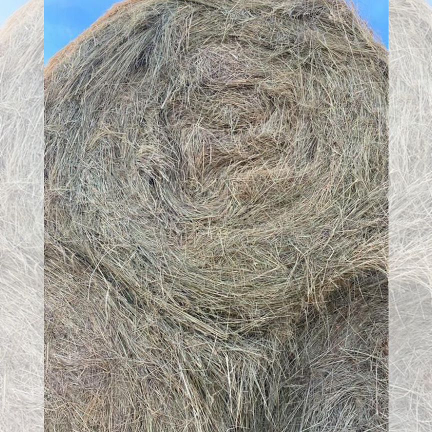Продам сено в рулонах
