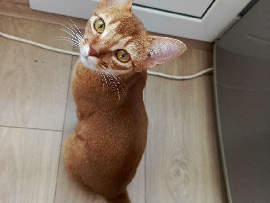 Абиссинская