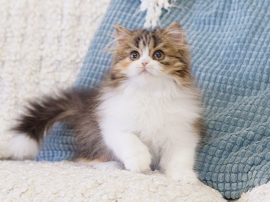 Шотландский котенок черепаховая девочка