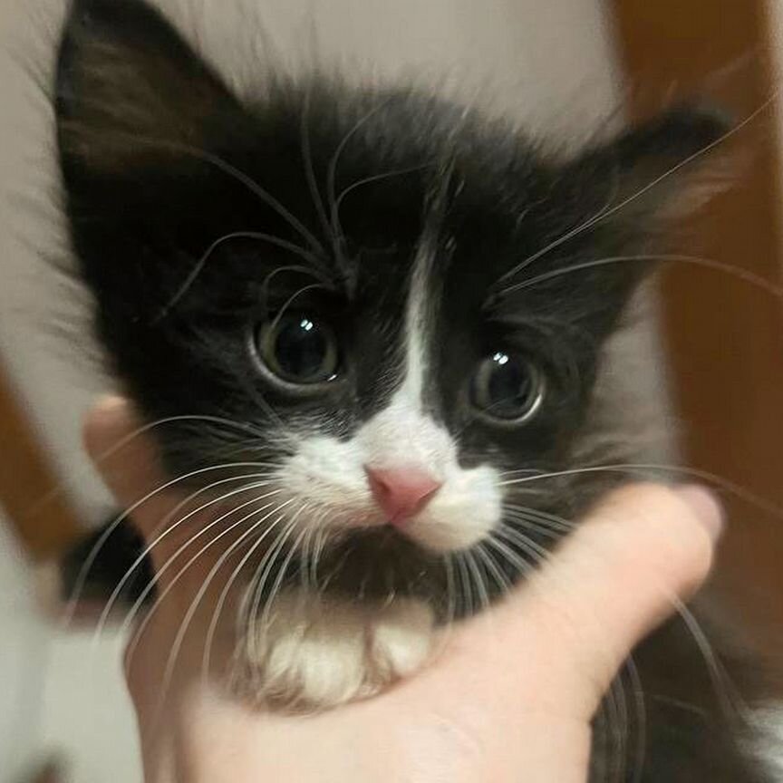 Котики бесплатно