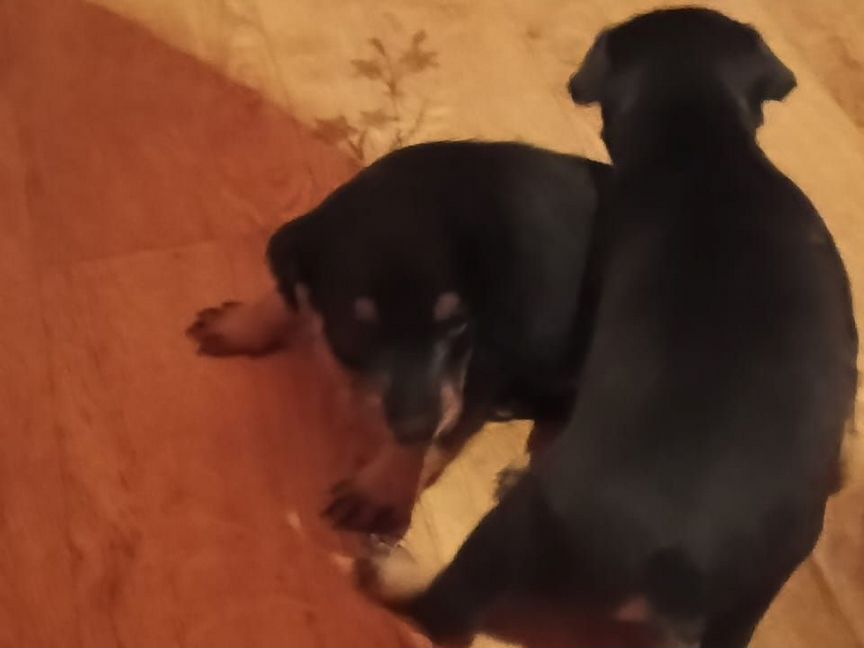 Щенки ягдтерьера