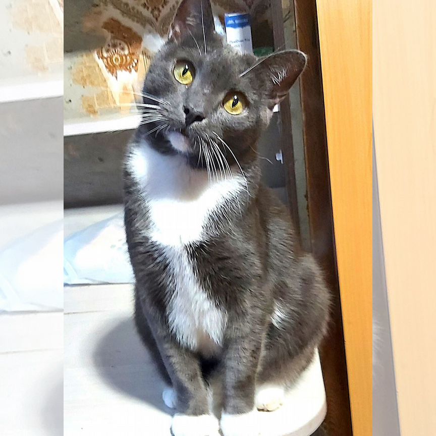 Взрослый кот в добрые руки