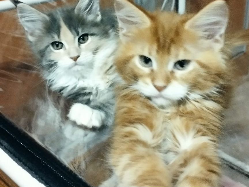Котята мейн-кун из питомника