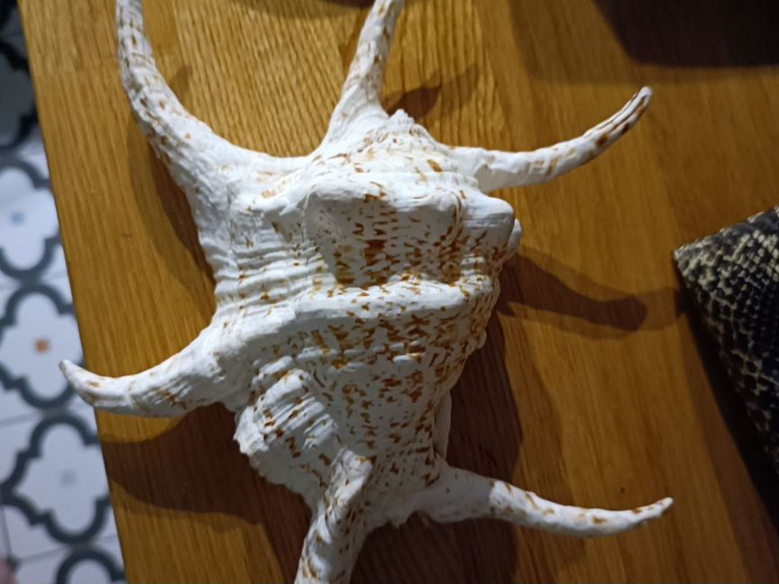 Океаническая ракушка