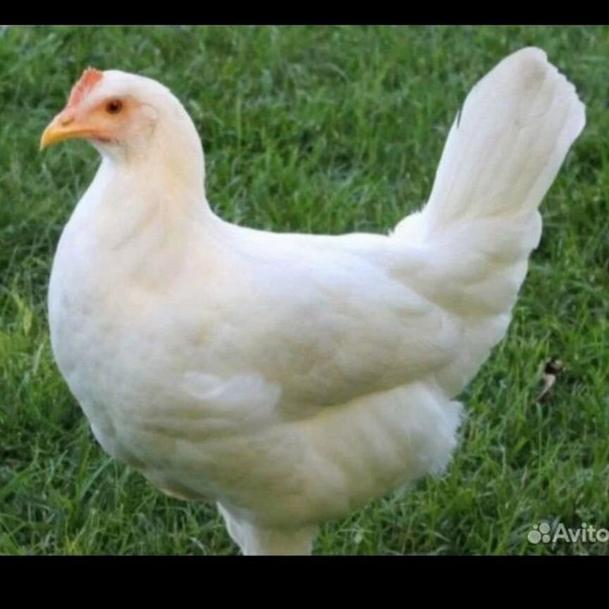 Принимаю заказы на кур молодок